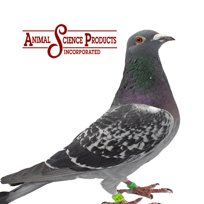 Welcome to Our Home Page - Performance Pigeon Feed and Supplies