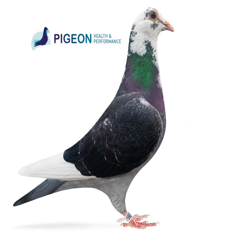 Welcome to Our Home Page - Performance Pigeon Feed and Supplies