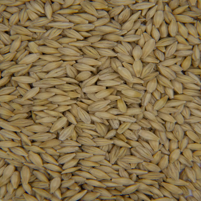 Using Barley to Manage Pigeon Weight - Performance Pigeon Feed and Supplies
