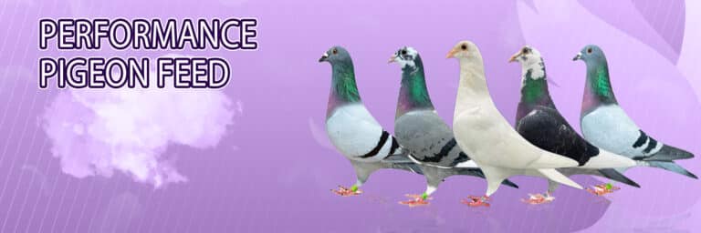 Performance Pigeon Feed Archives - Performance Pigeon Feed and Supplies